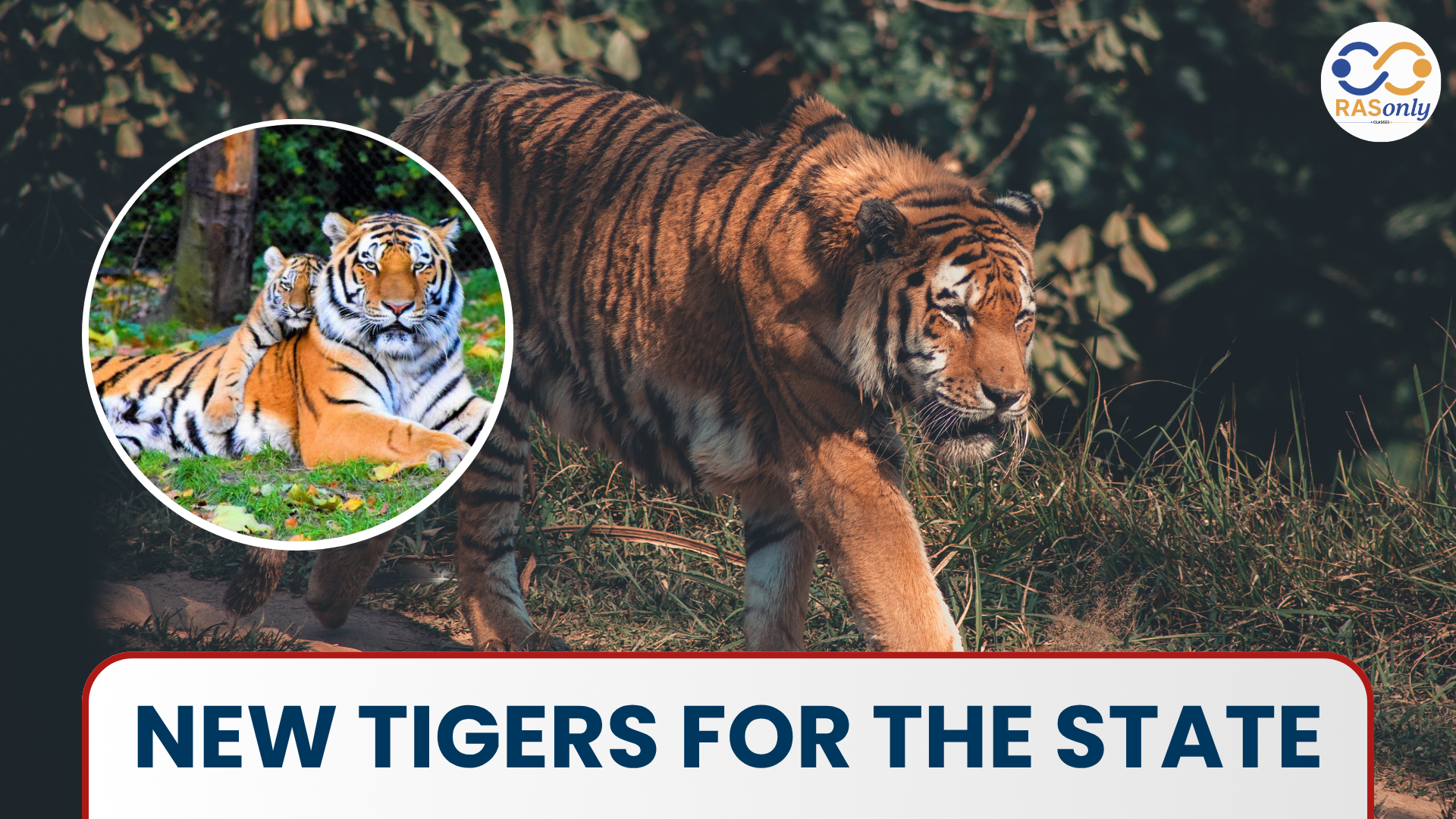 Rajasthan to Receive 7 Tigers for Breed Improvement 2025
